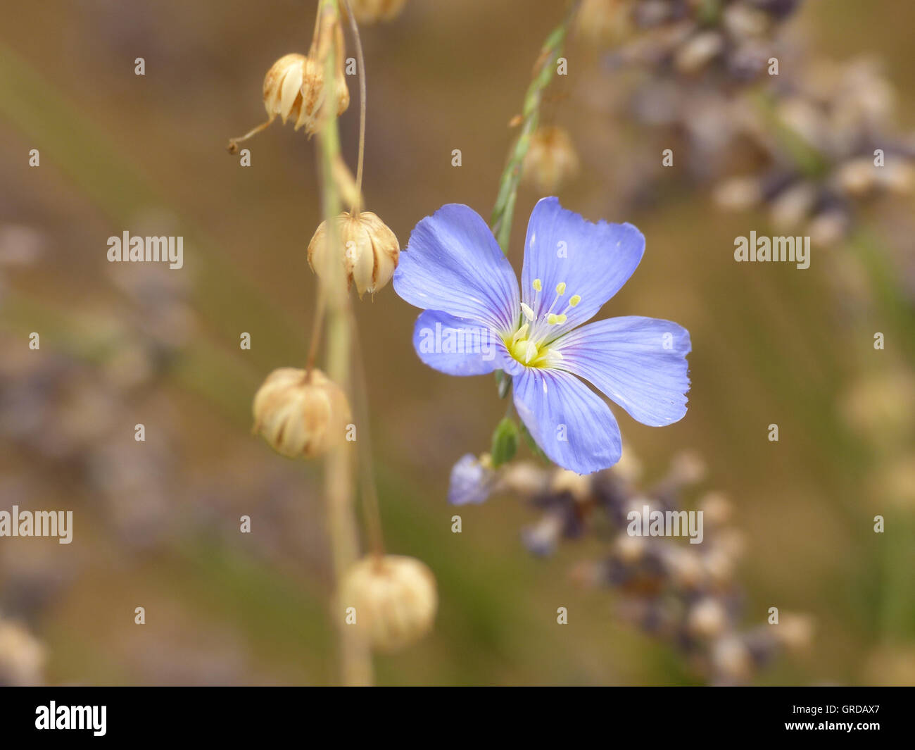 Flax family hi-res stock photography and images - Alamy