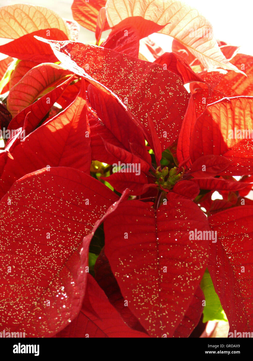 Red Poinsettia, Plant Stock Photo - Alamy