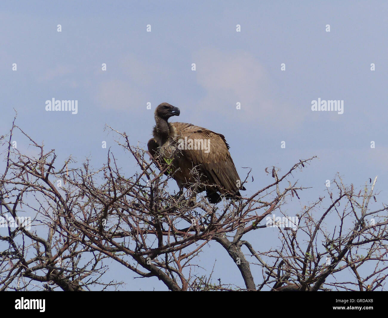 Vulture On A Tree, Namibia Stock Photo - Alamy