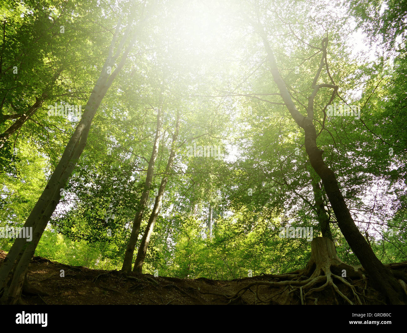 Sunlight Shining Through A Group Of Trees In The Forest Stock Photo - Alamy