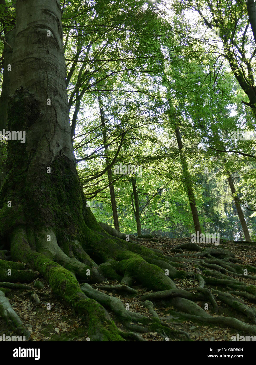 Mighty Old Tree In The Forest Stock Photo - Alamy