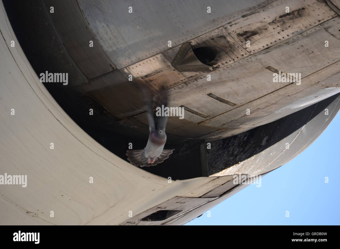 Dove Flies Out Of The Engine Of An Airplane Standing On The Floor Stock ...