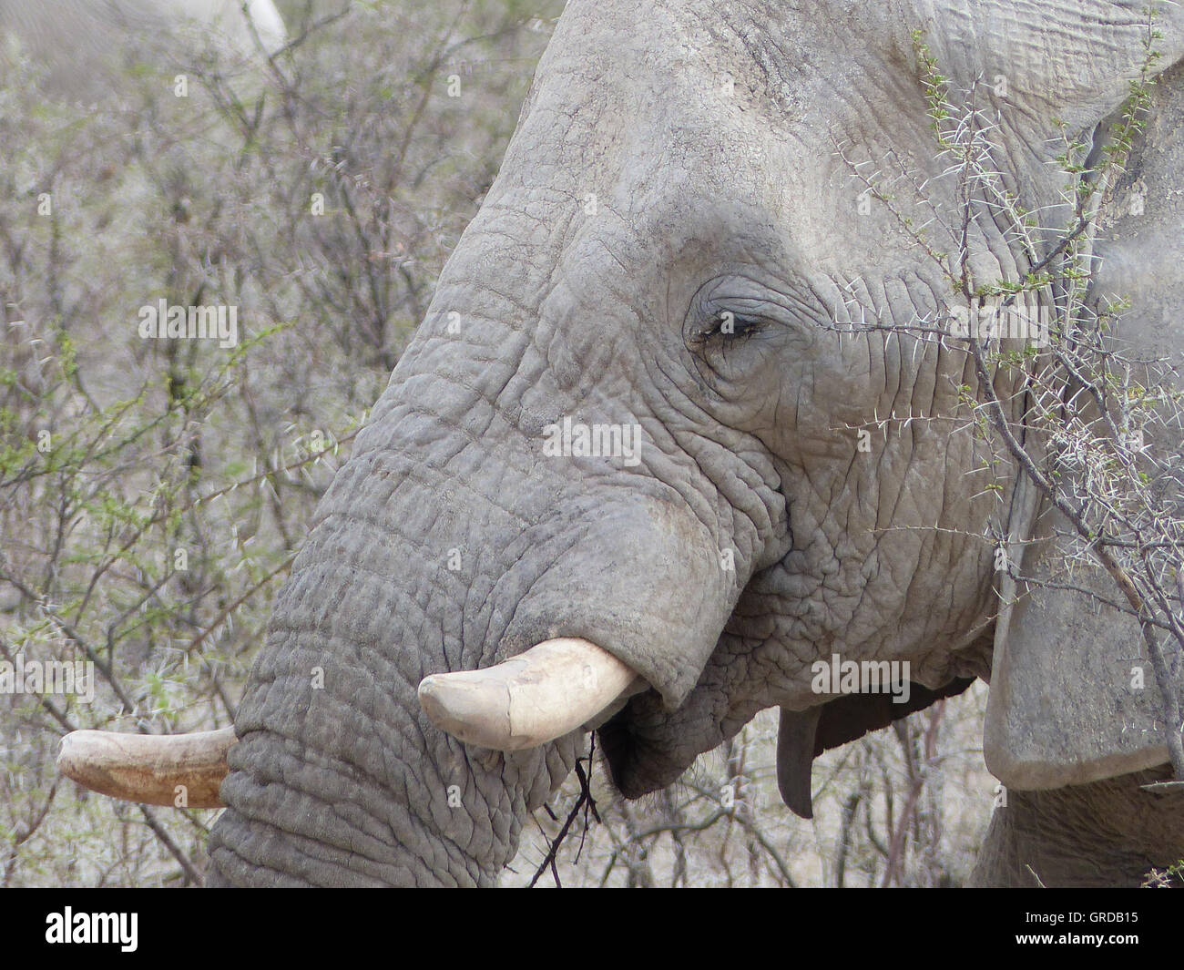 African Elephant, Bull Elephant Stock Photo - Alamy