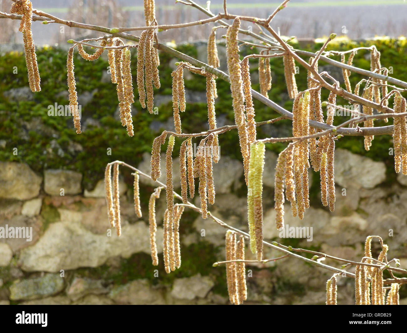 Hazel Twigs High Resolution Stock Photography and Images - Alamy