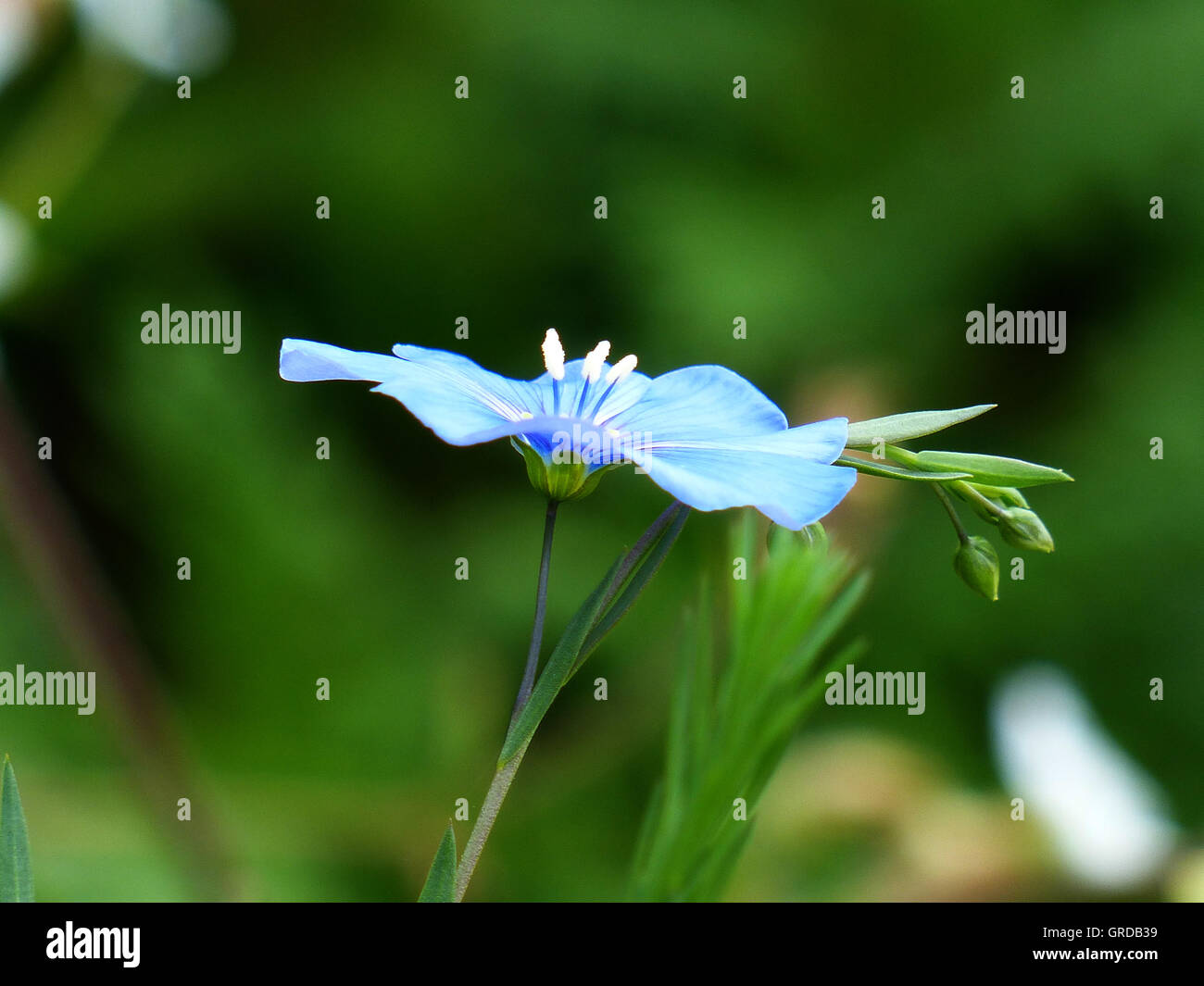 Flax family hi-res stock photography and images - Alamy