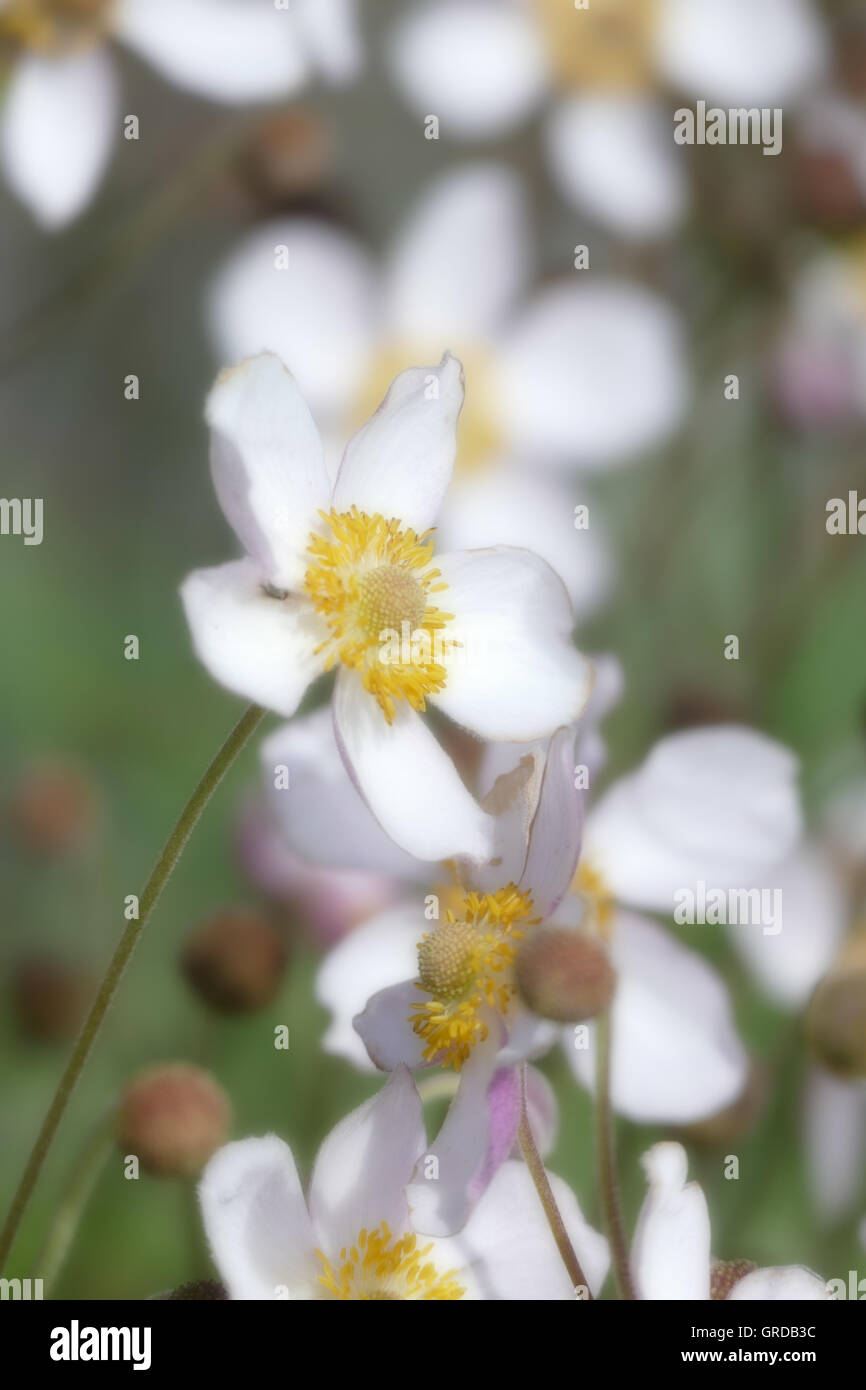 White Anemones, Autumn Anemones Stock Photo - Alamy