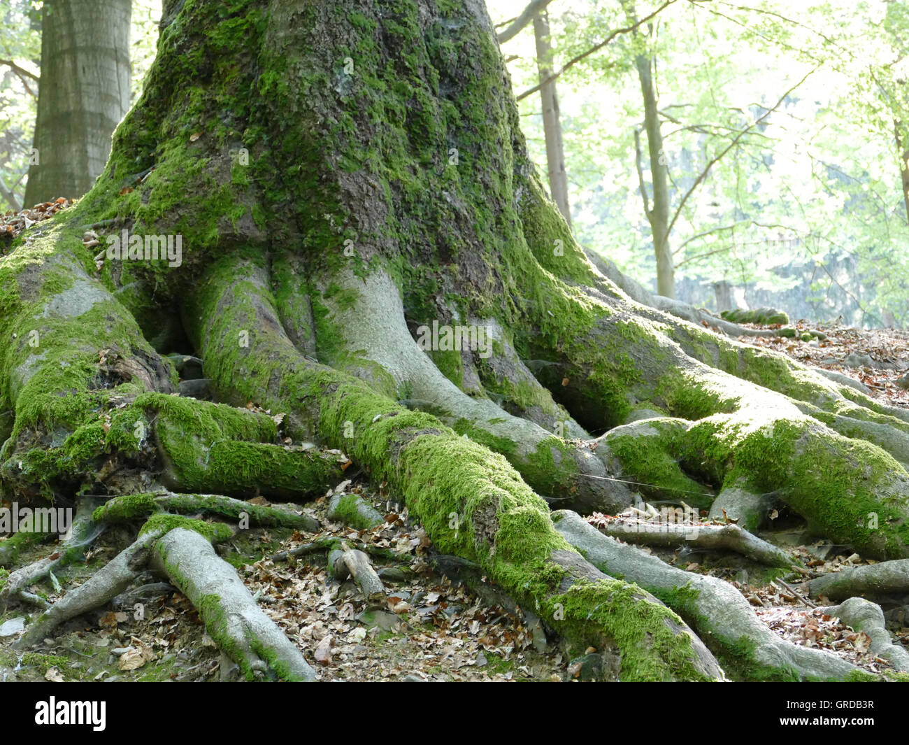 Old tree in hi-res stock photography and images - Alamy