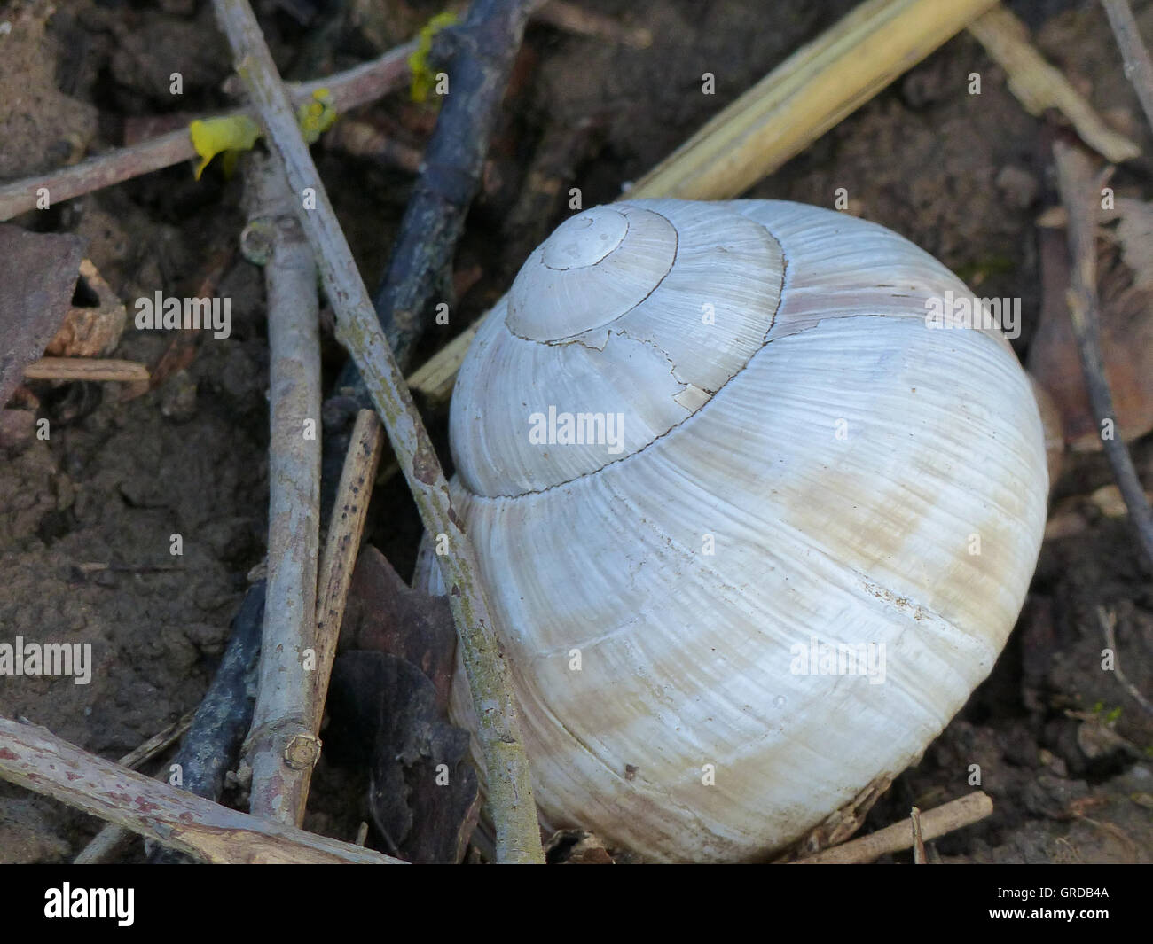 Empty shell case hi-res stock photography and images - Alamy