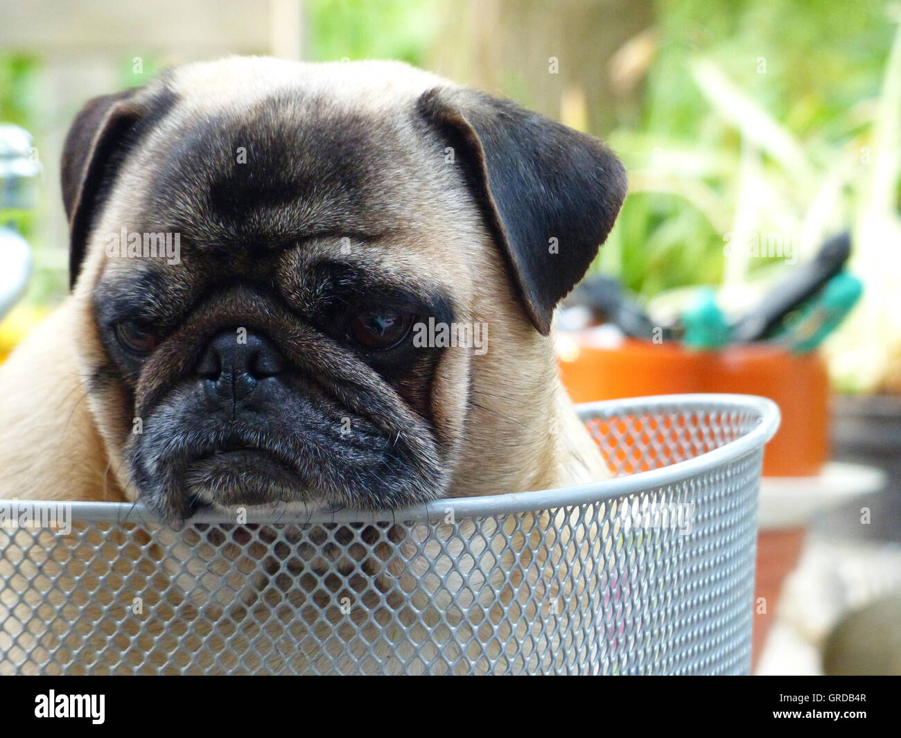 Beige Pug Sitting In A Bike Basket Waiting For Departure Stock Photo ...