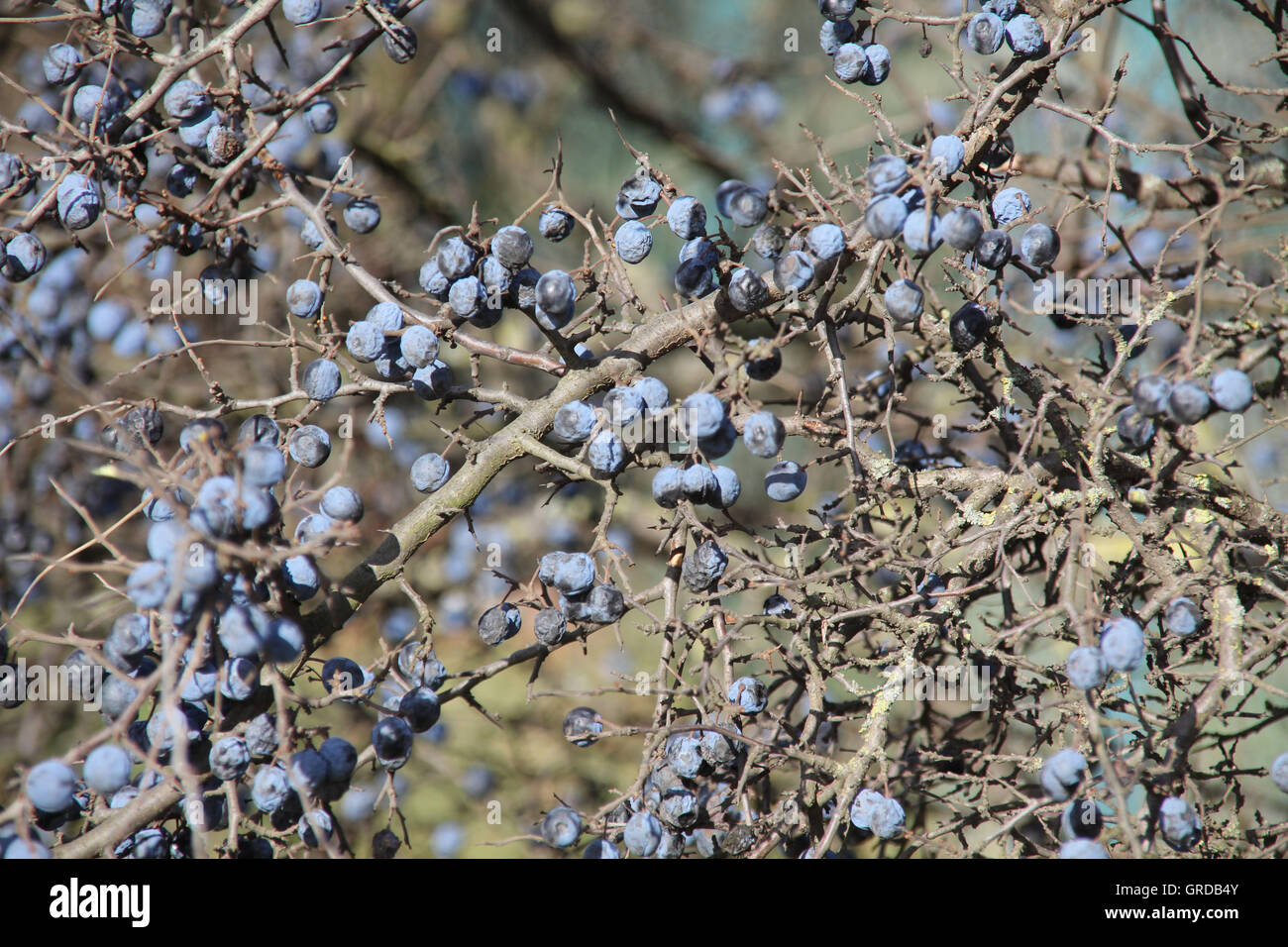 Blackthorn bush hi-res stock photography and images - Alamy