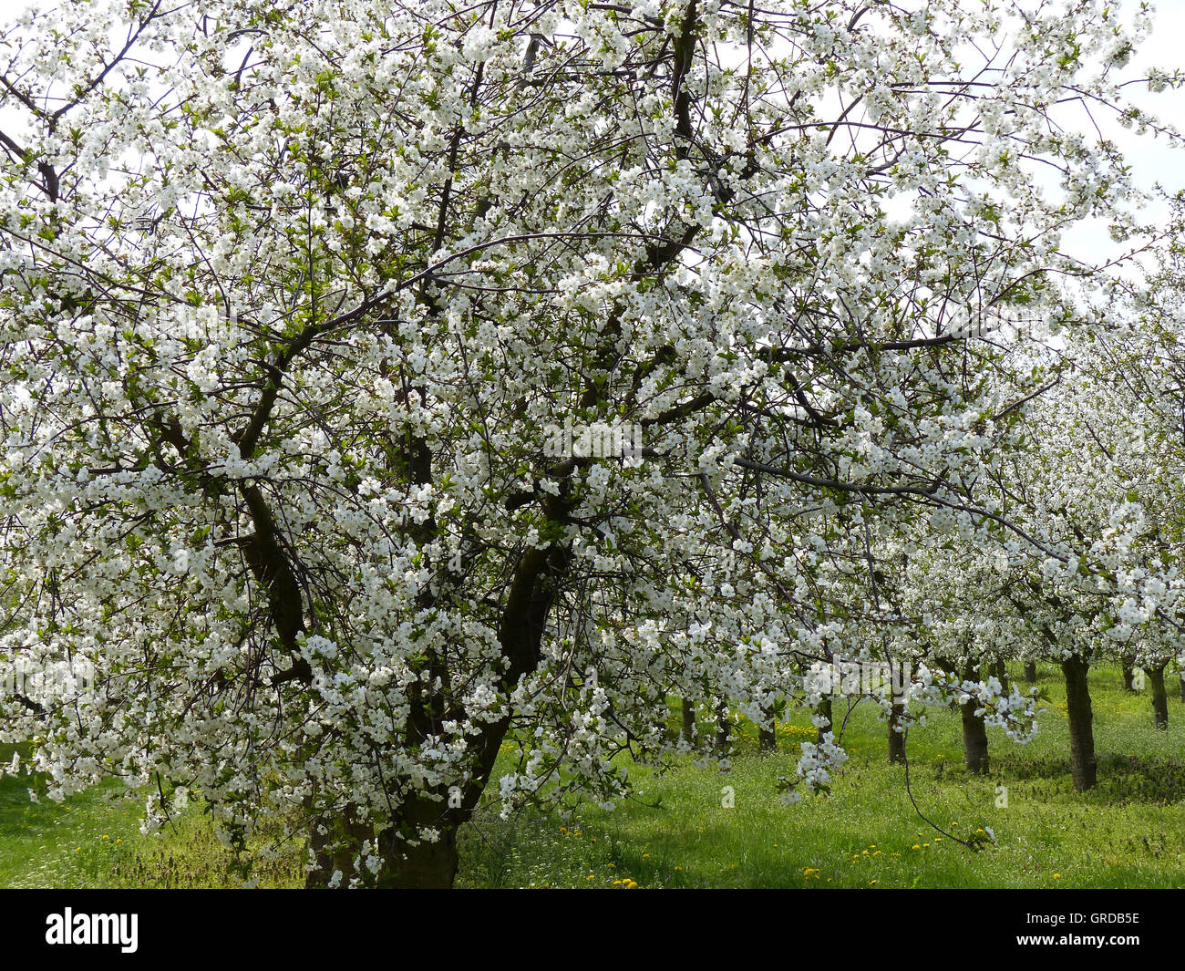 Morello cherry blossoms hi-res stock photography and images - Alamy