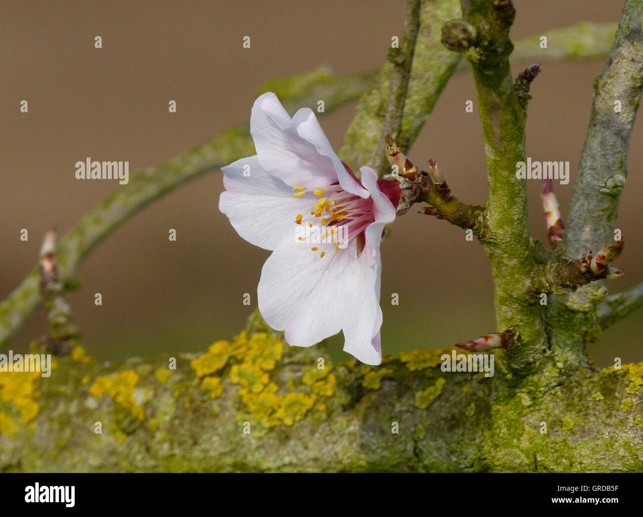 White and pink flowering almond trees hi-res stock photography and ...