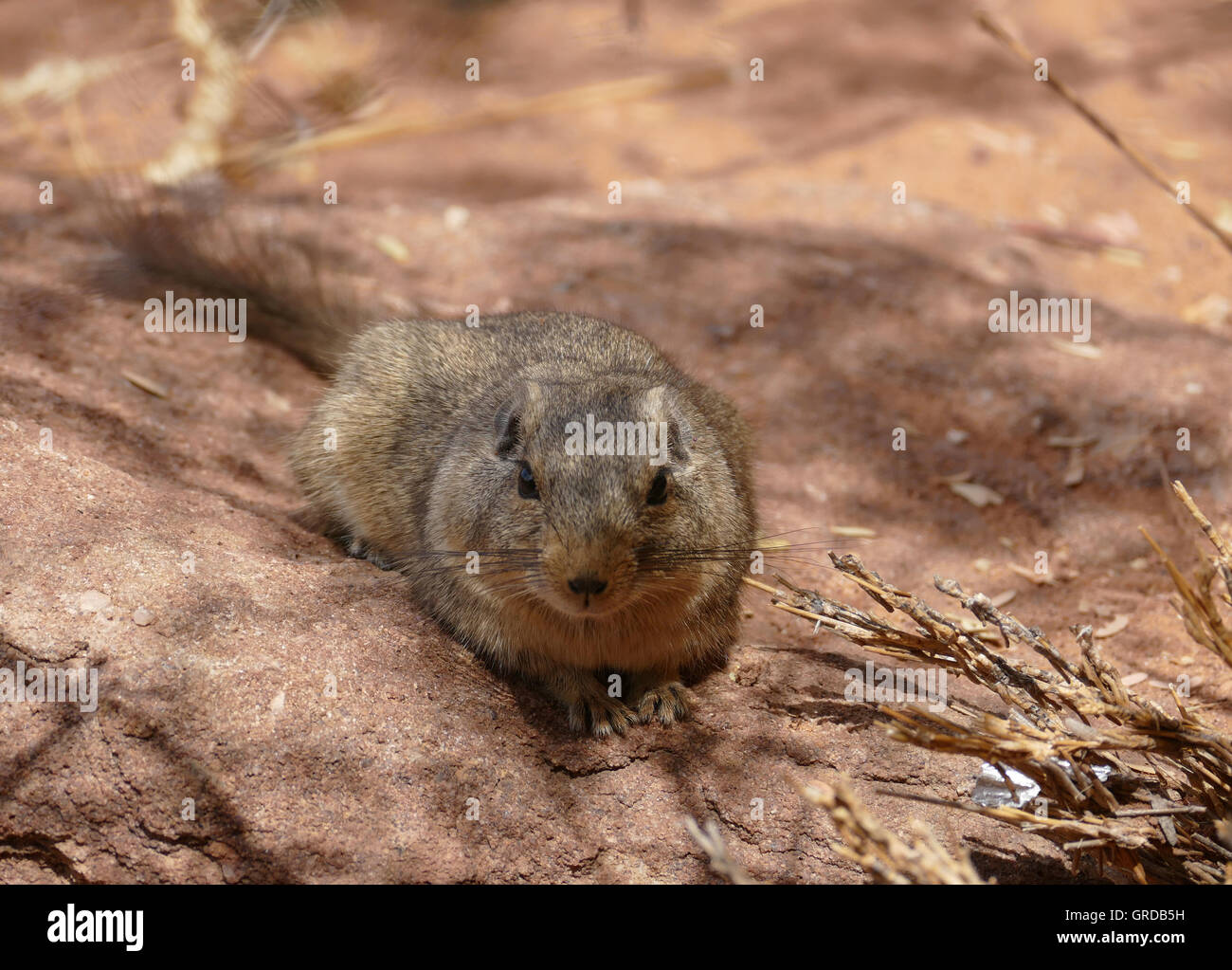 Rock rats hi-res stock photography and images - Alamy