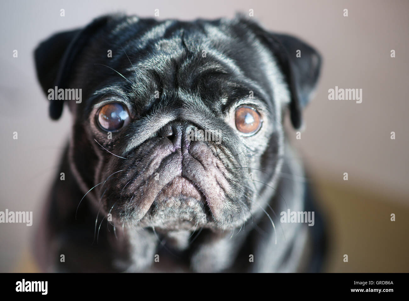 Black pug looks interested hi-res stock photography and images - Alamy