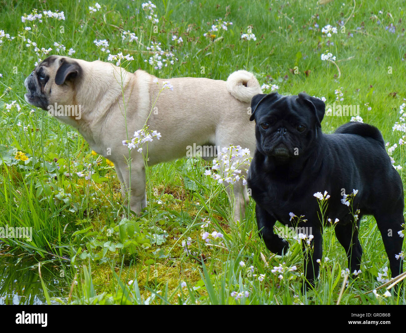 A Beige And A Black Pug Standing In A Meadow, The Beige Dog Is Howling ...
