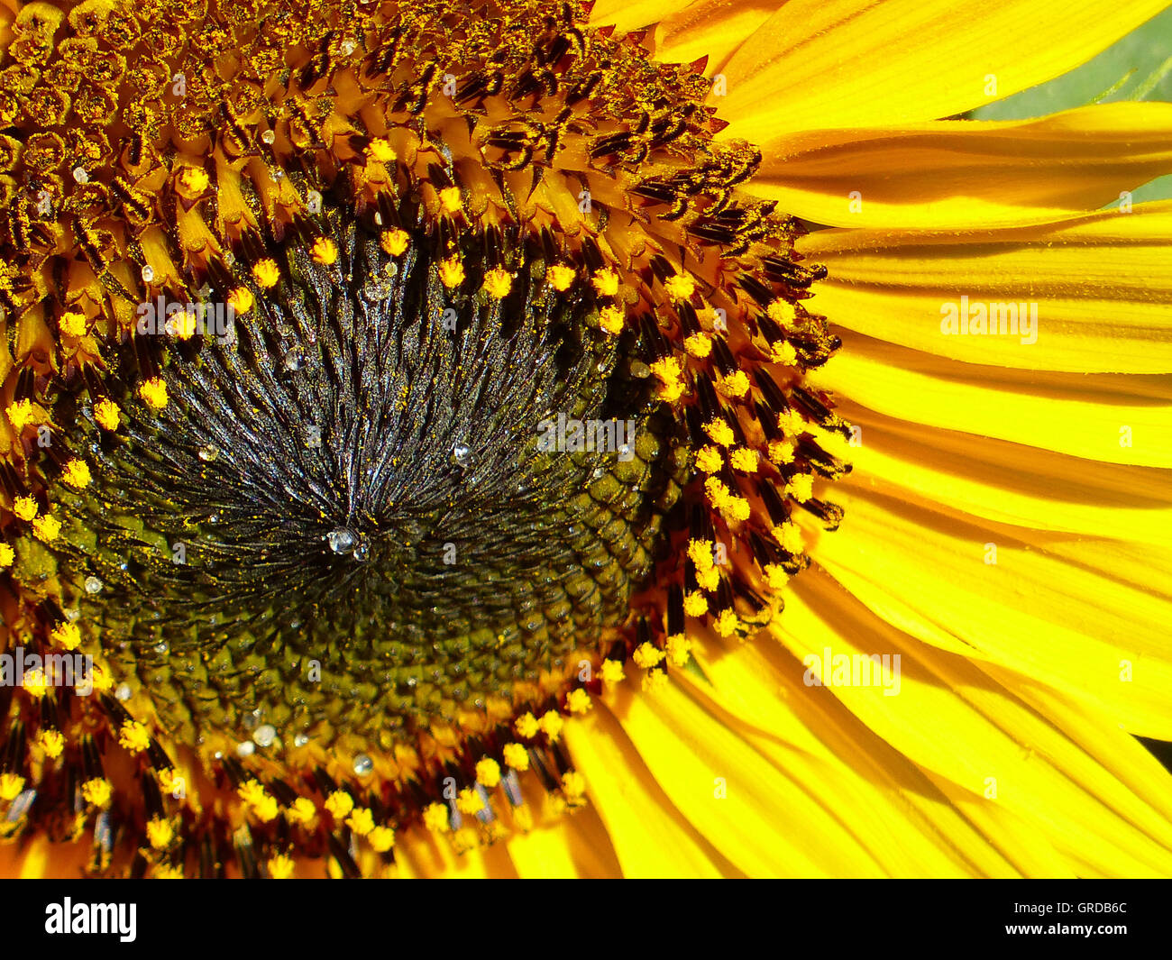 Sunflower Helianthus Annuus Stock Photo - Alamy