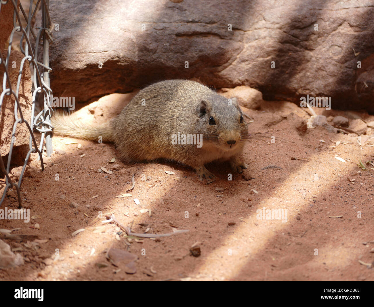 Rock rat hi-res stock photography and images - Alamy