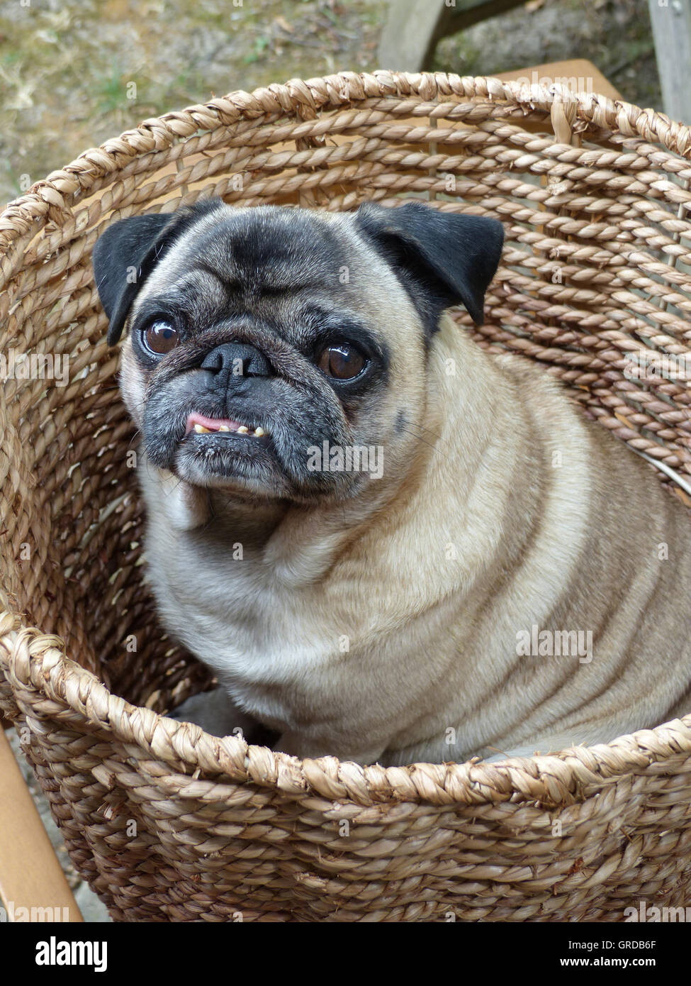 Beige Pug Sitting In A Baske Stock Photo - Alamy