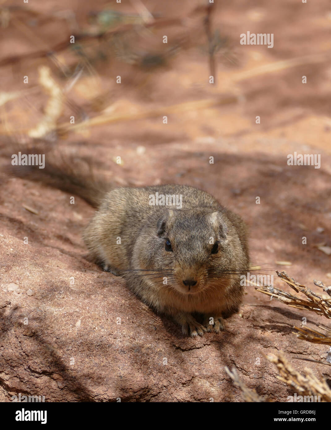 Rock Rat, Petromus Typicus Stock Photo - Alamy