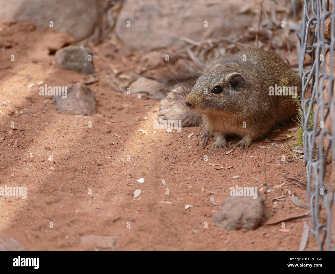 Rock Rat Stock Photos & Rock Rat Stock Images - Alamy