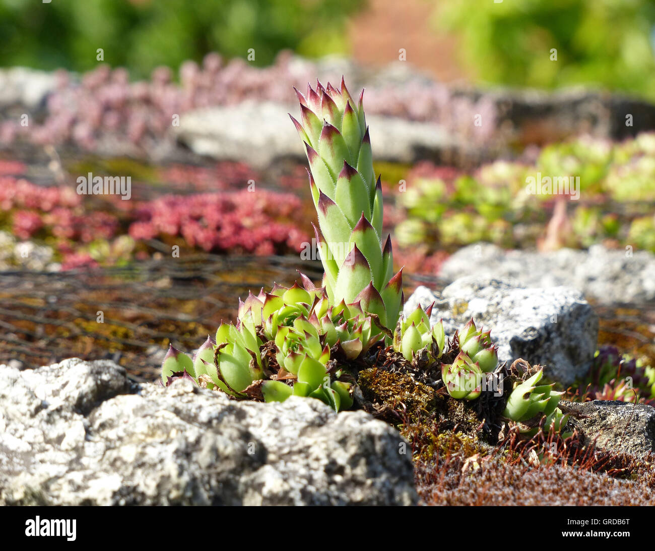 Houseleek roof hi-res stock photography and images - Alamy