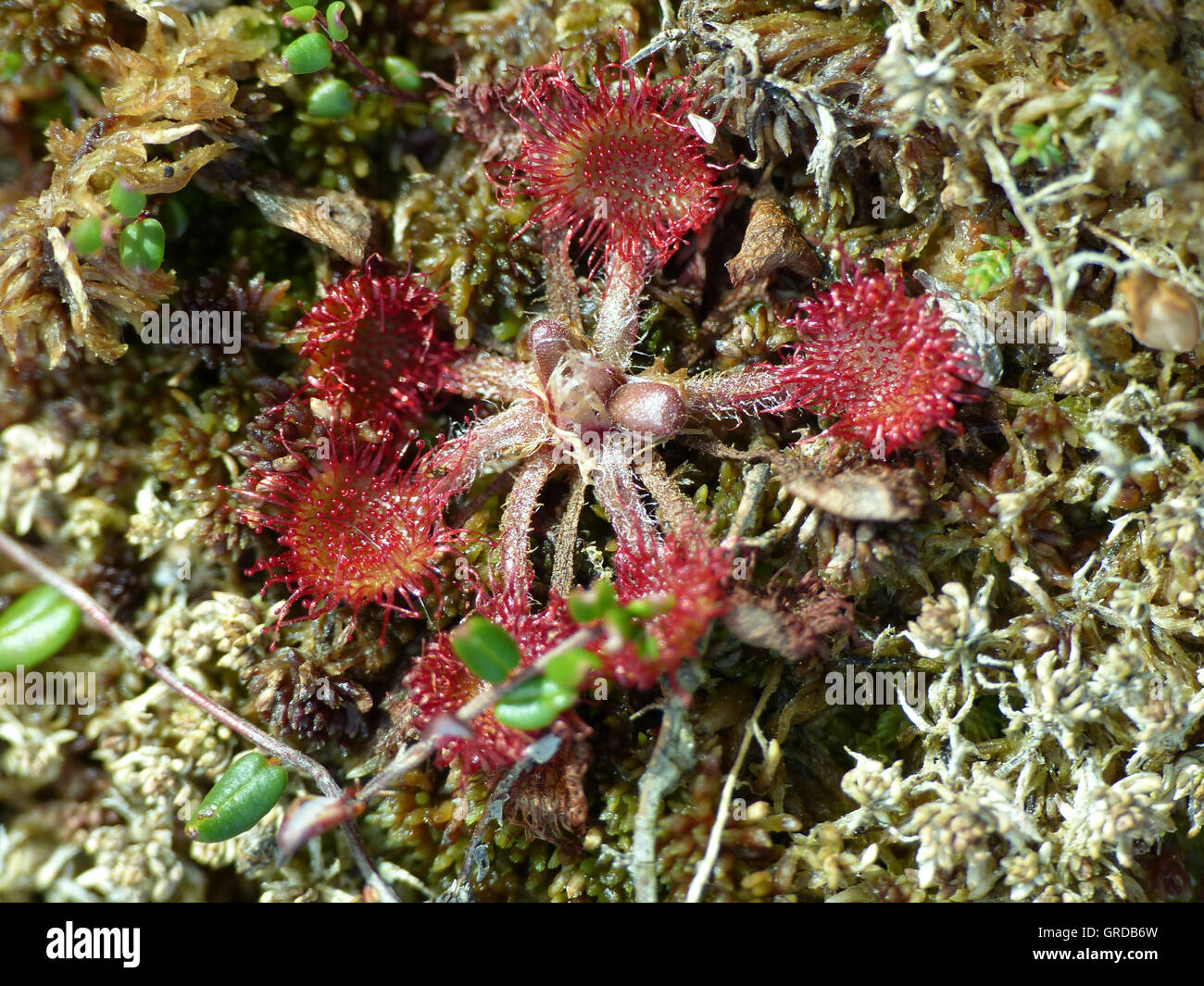 Common Sundew, Carnivorous Plant, Drosera Rotundifolia Stock Photo - Alamy
