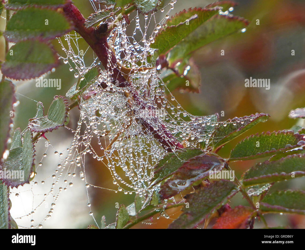 Spiderweb With Billions Of Water Pearls Hanging In A Rose Stock Photo ...