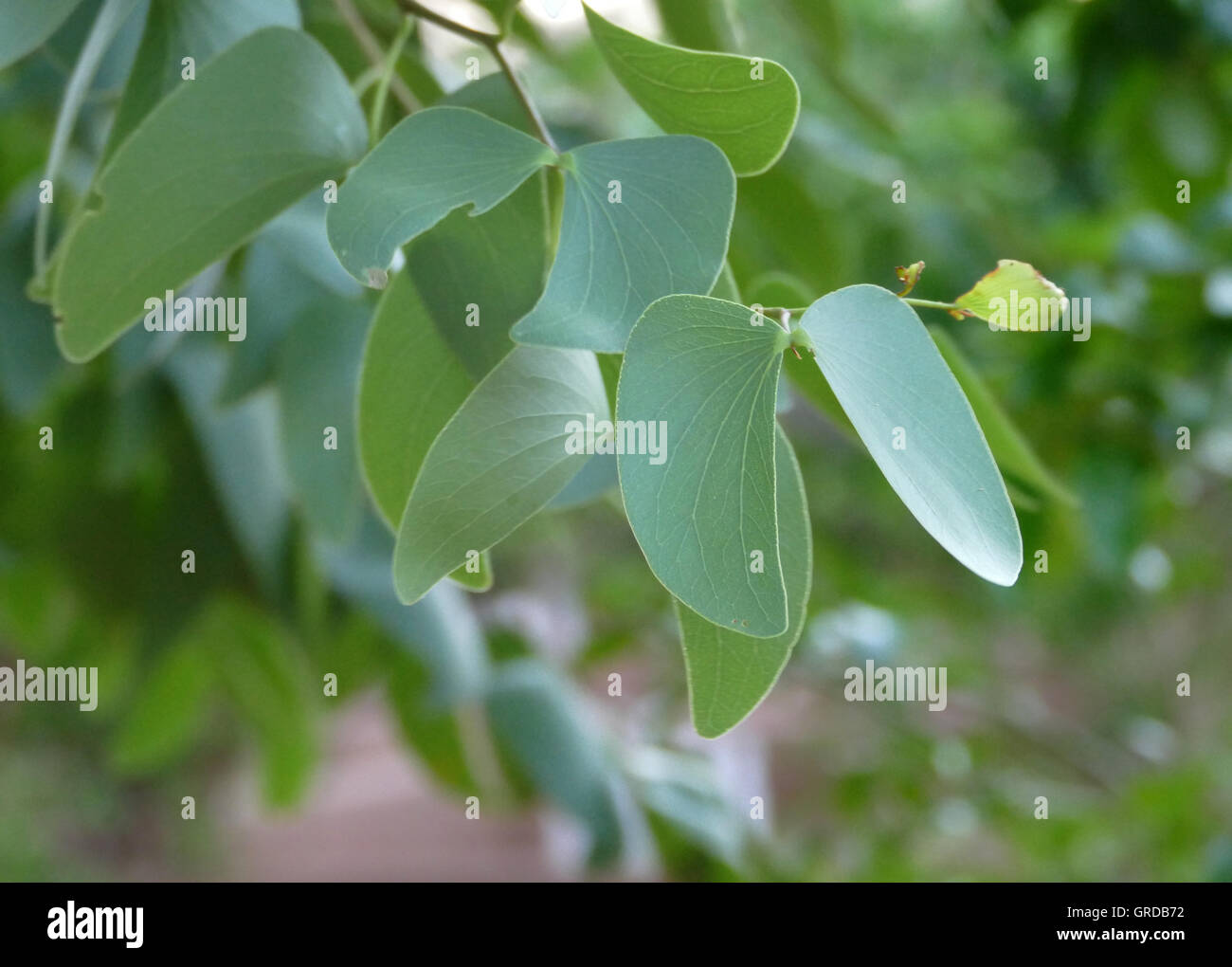 Mopane Tree Africa, Colospermum Mopane Stock Photo - Alamy