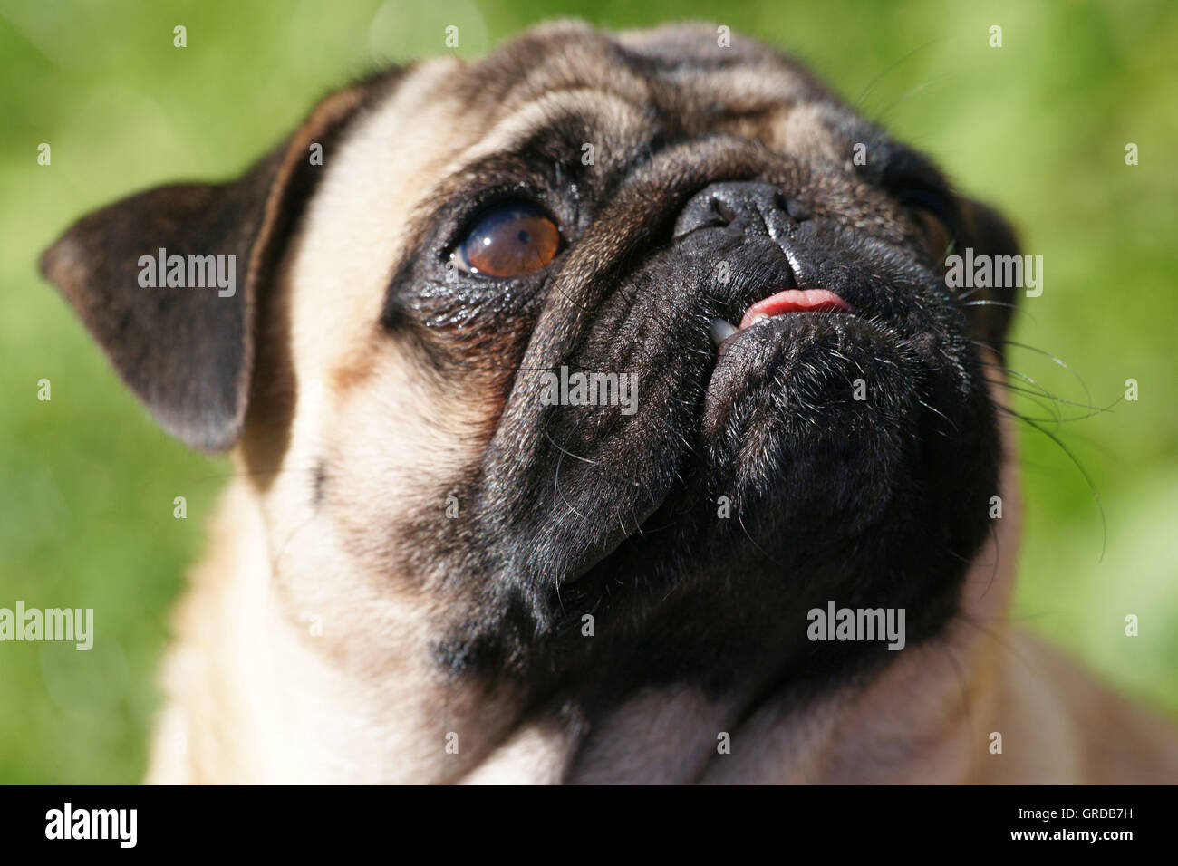 Charming Beige Pug Stock Photo - Alamy
