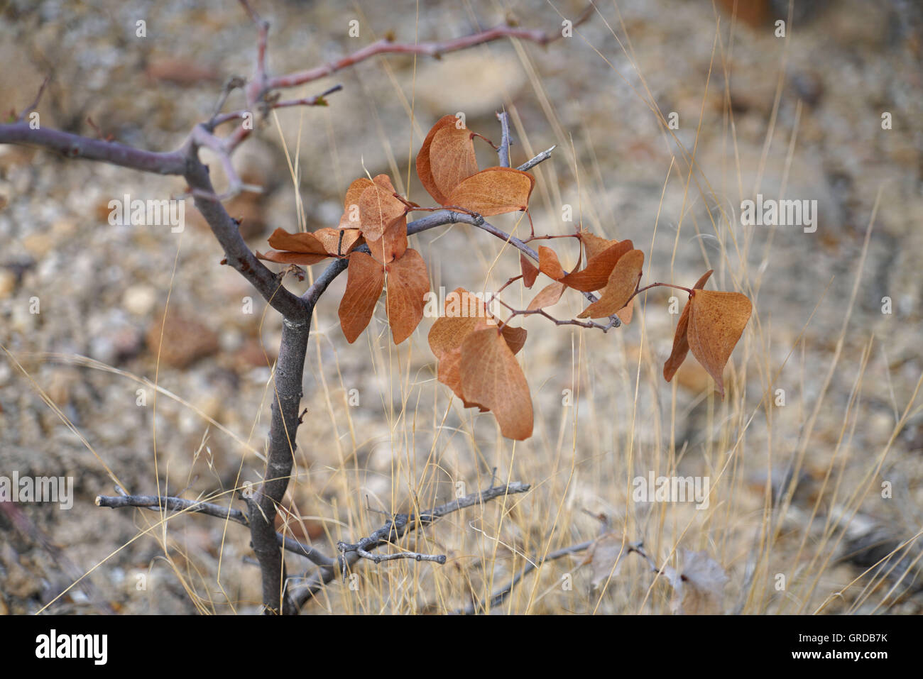 Mopane Tree Africa, Colospermum Mopane Stock Photo - Alamy