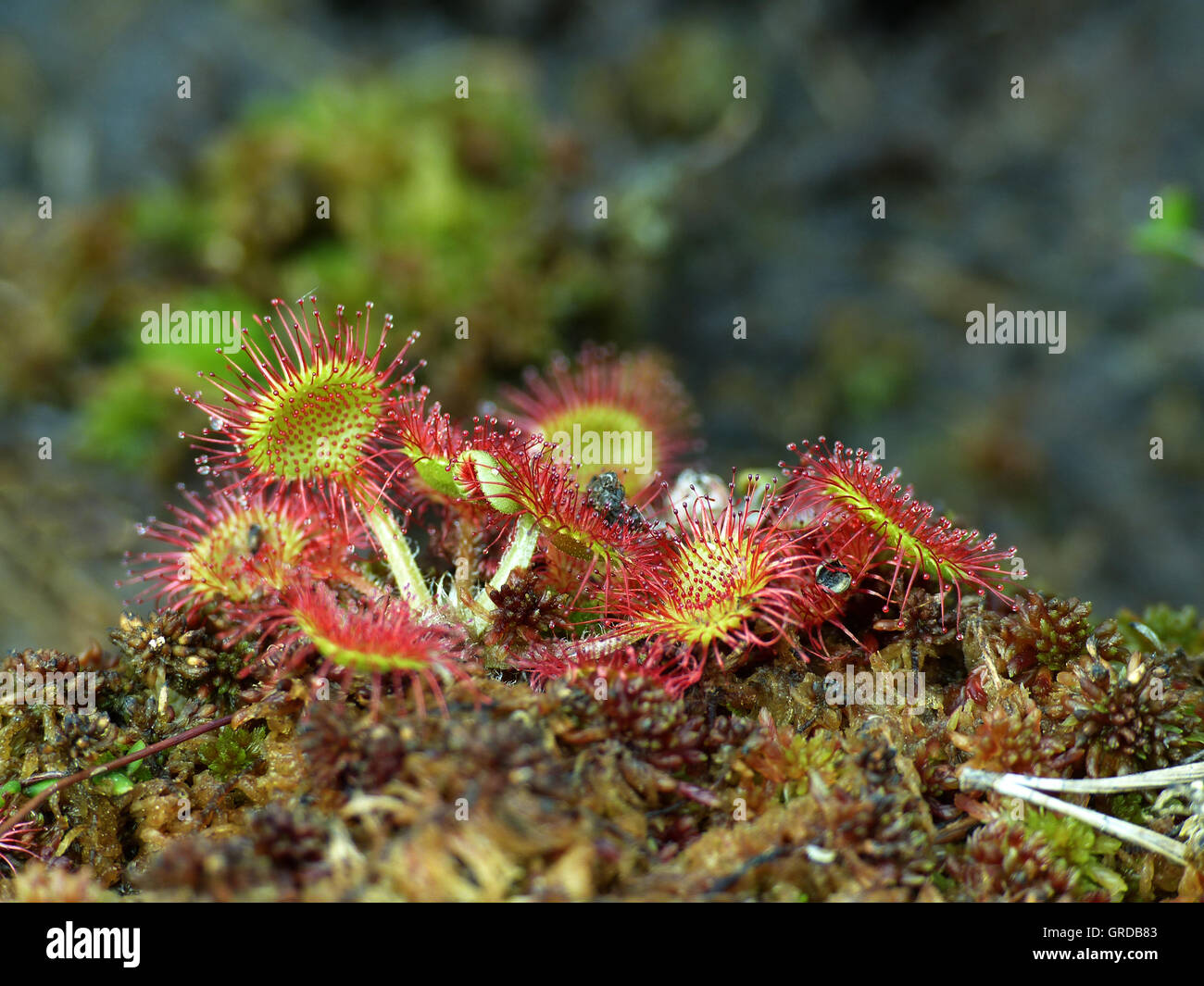 Common Sundew, Carnivorous Plant, Drosera Rotundifolia Stock Photo - Alamy