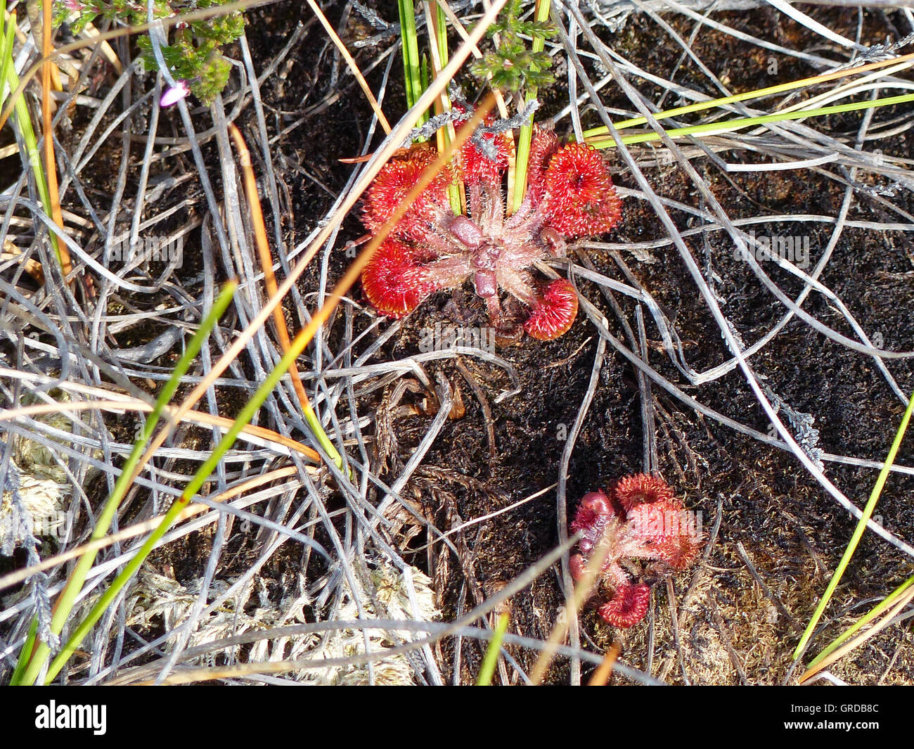 Common Sundew, Carnivorous Plant, Drosera Rotundifolia, Black Moor In ...