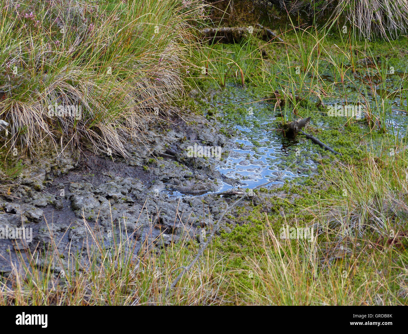 Black Moor In The Rhoen, Morass Stock Photo - Alamy
