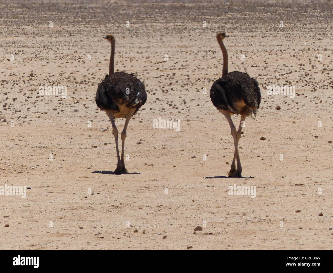 Two Ostriches Walking Side By Side Through The Desert Stock Photo - Alamy