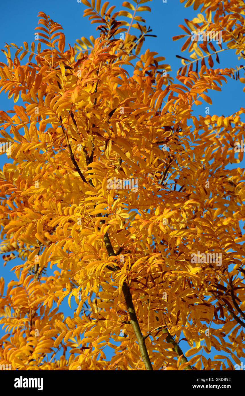 Sorb tree hi-res stock photography and images - Alamy