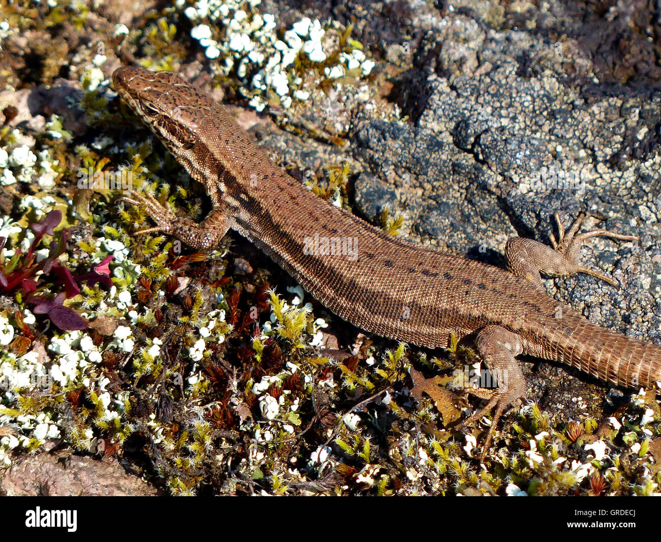 Moor lizard hi-res stock photography and images - Alamy