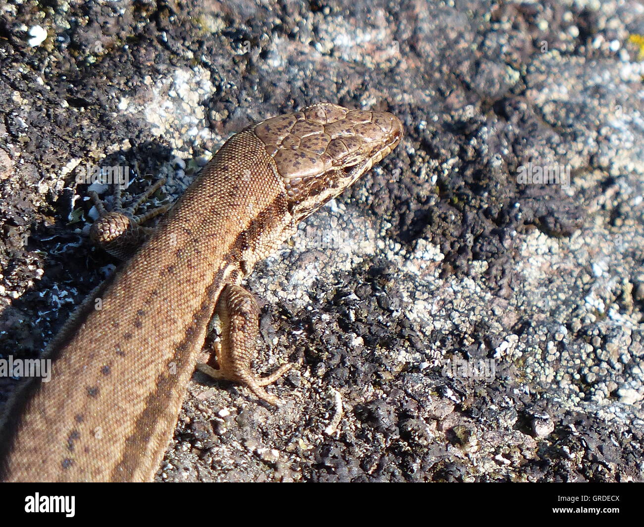 Grey lizard hi-res stock photography and images - Alamy