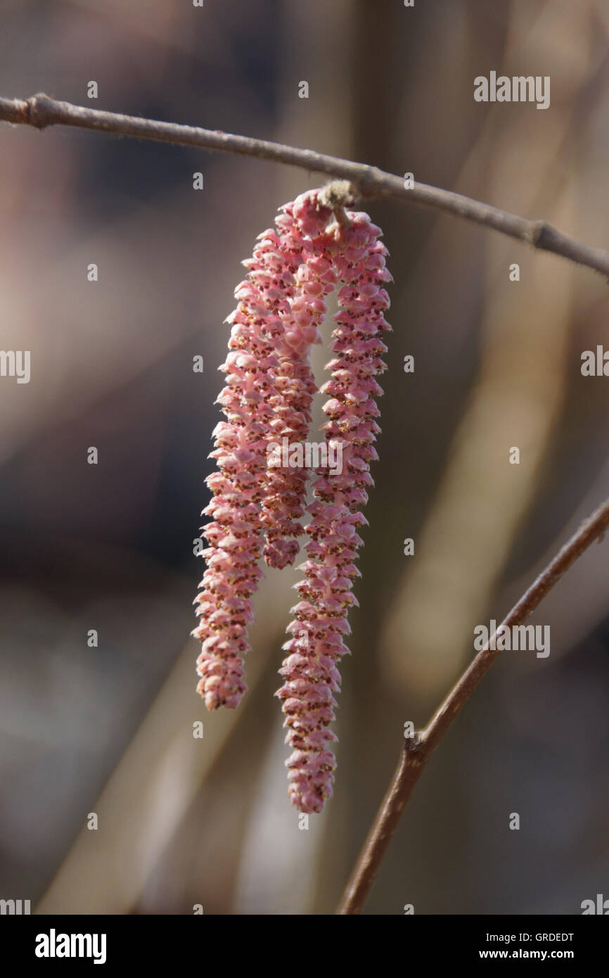 Blossoms Of Hazelnut, Allergenic Stock Photo - Alamy