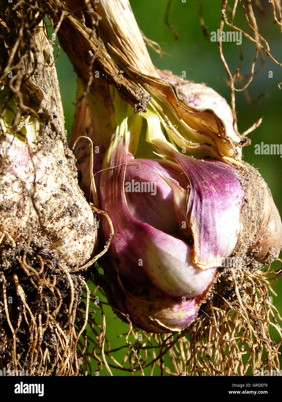 Hanging up hi-res stock photography and images - Alamy