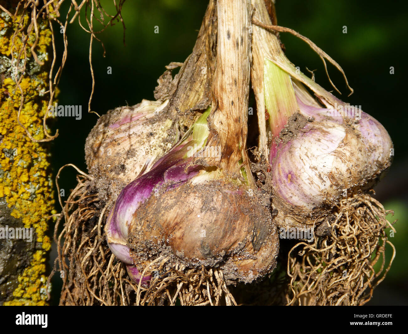 Garlic Just Harvested Is Hanging Up For Drying Stock Photo - Alamy