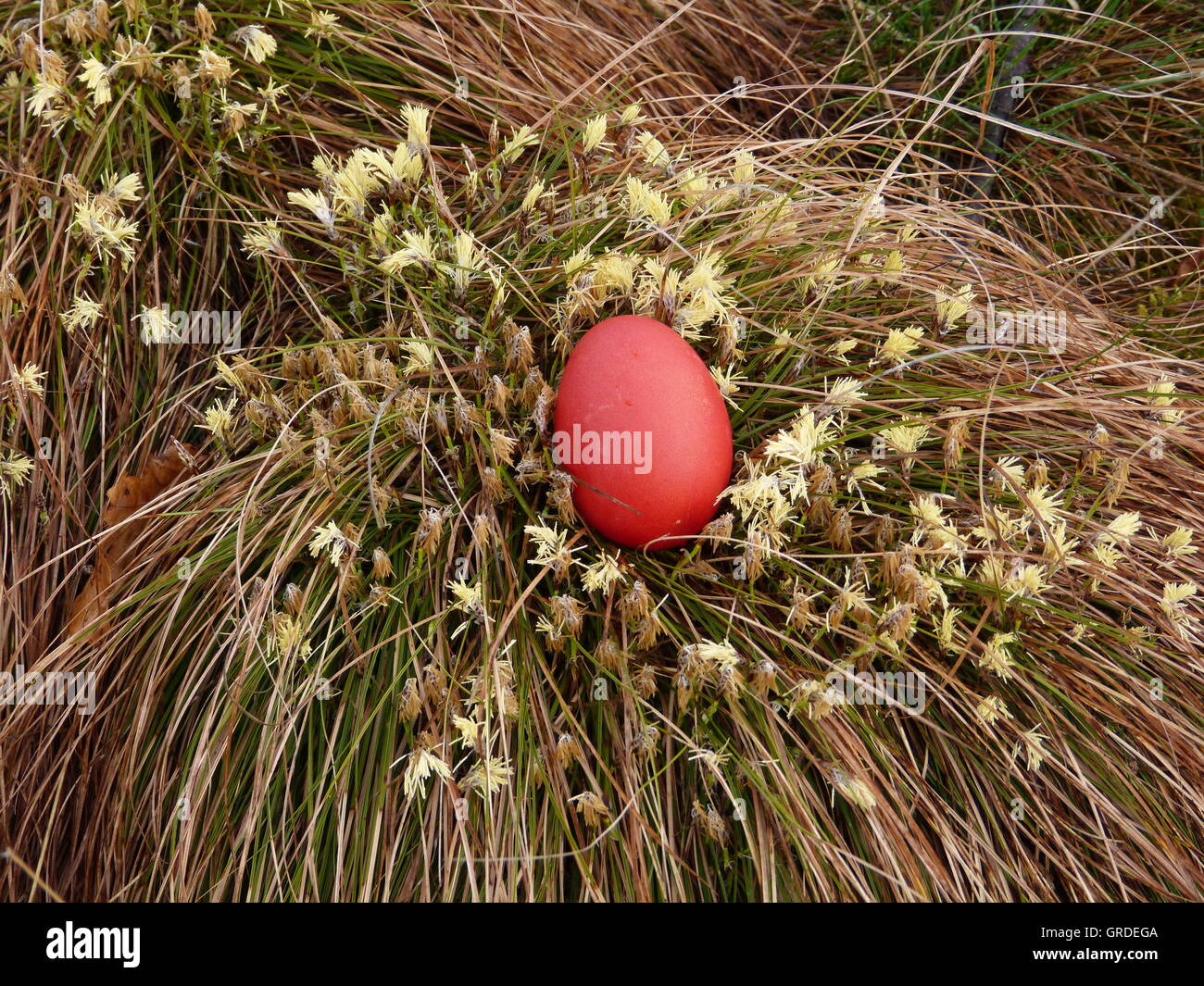Red Easter Egg Hidden Between Grasses Stock Photo - Alamy