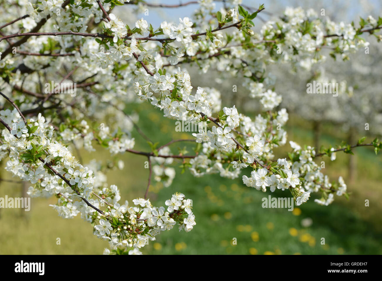 Sour spring hi-res stock photography and images - Alamy