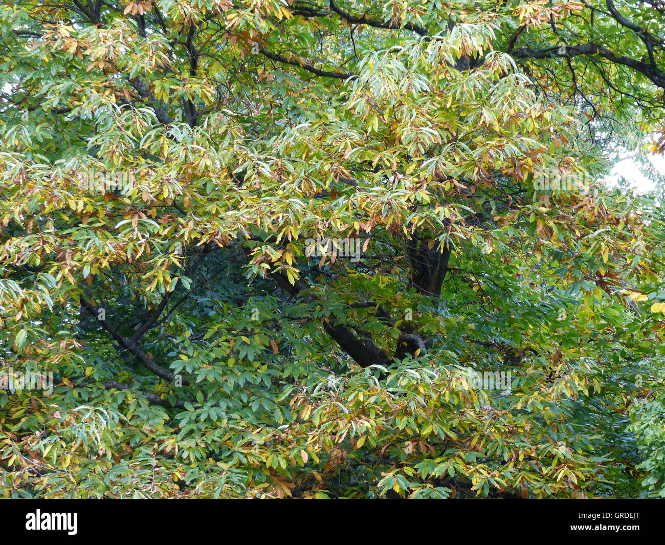 Edible chestnut tree hi-res stock photography and images - Alamy