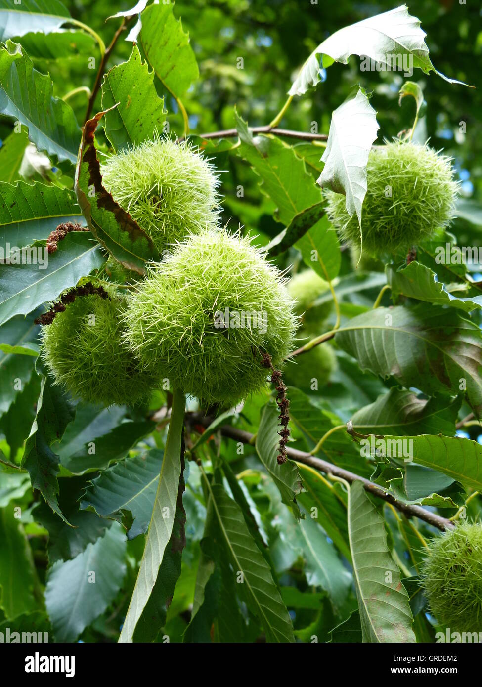 Prickly chestnut cases hi-res stock photography and images - Alamy