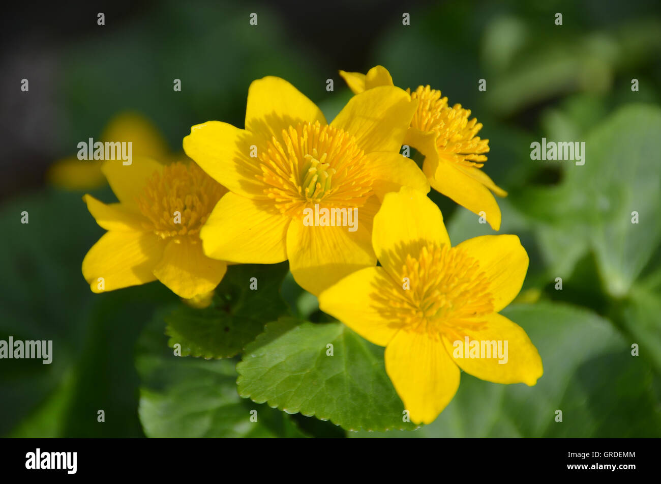 Blossoms of marsh marigold hi-res stock photography and images - Alamy