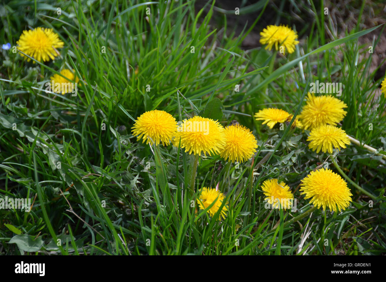 Dandelion meadows hi-res stock photography and images - Alamy
