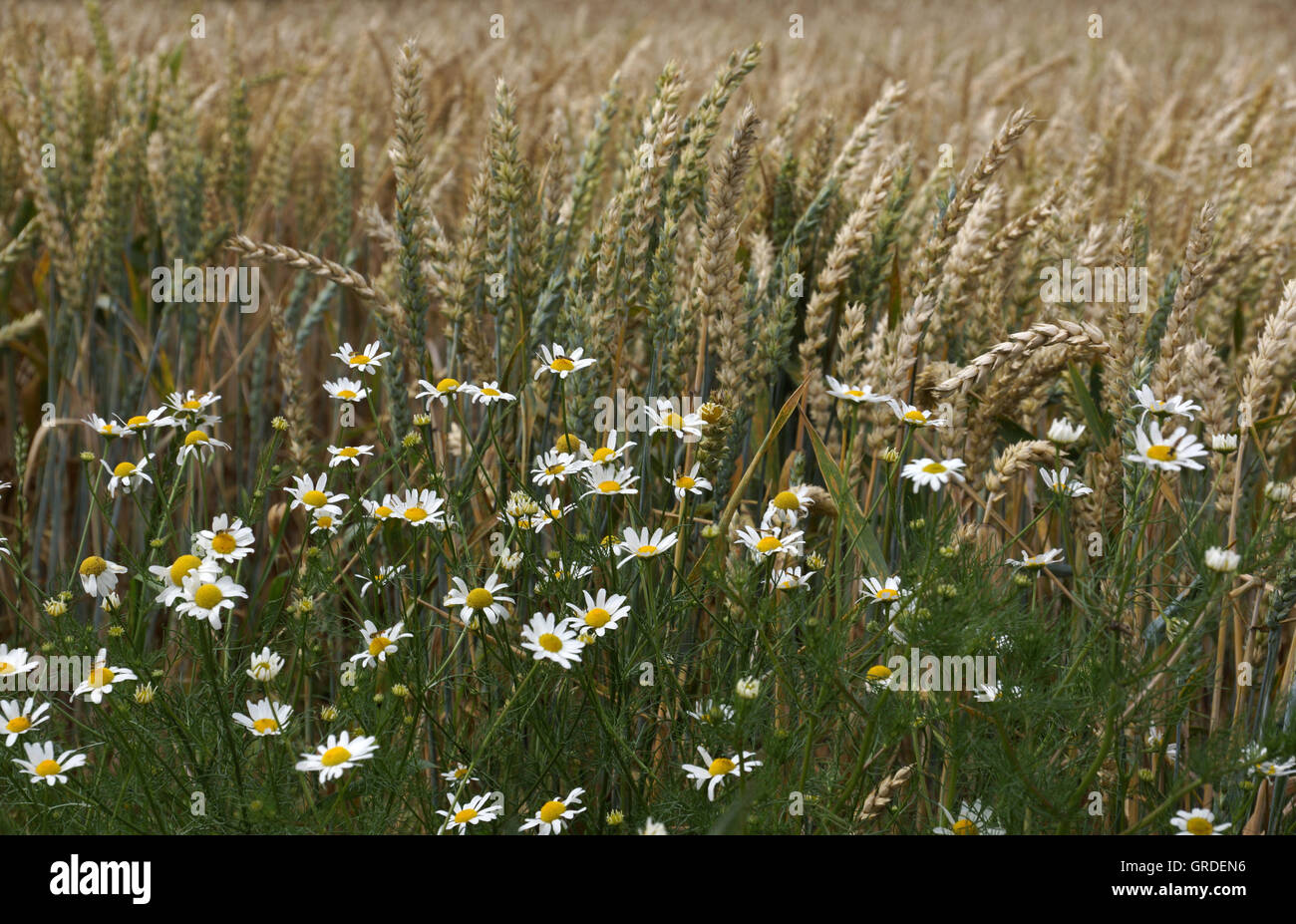Camomile At Boundary Ridge Stock Photo - Alamy
