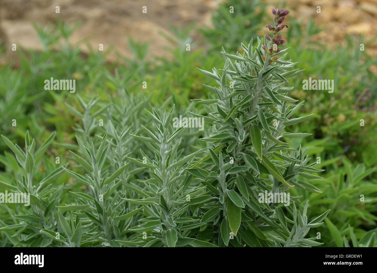 Growing garden sage in hi-res stock photography and images - Alamy