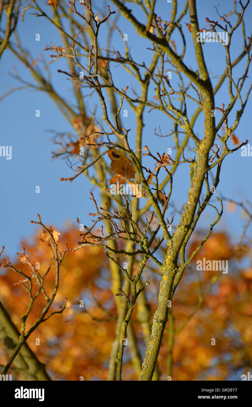 Trees coming into leaf hi-res stock photography and images - Alamy