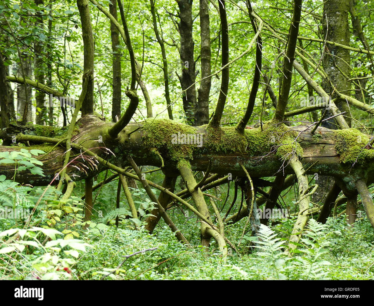 Strange Dead Tree That Looks Like A Millipede Animal, Red Moor, Rhon ...